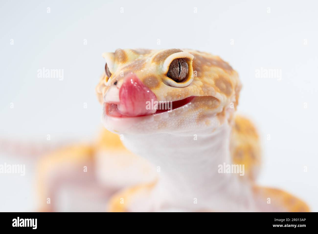A yellow gecko lizard licking nose isolated on white background Stock ...