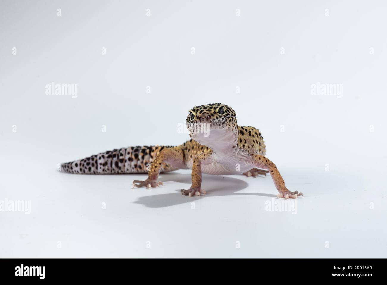A brown and black gecko lizard isolated on white background Stock Photo ...