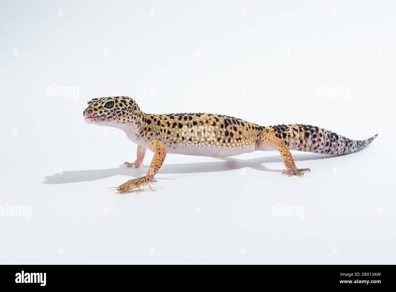 A brown and black gecko lizard isolated on white background Stock Photo ...