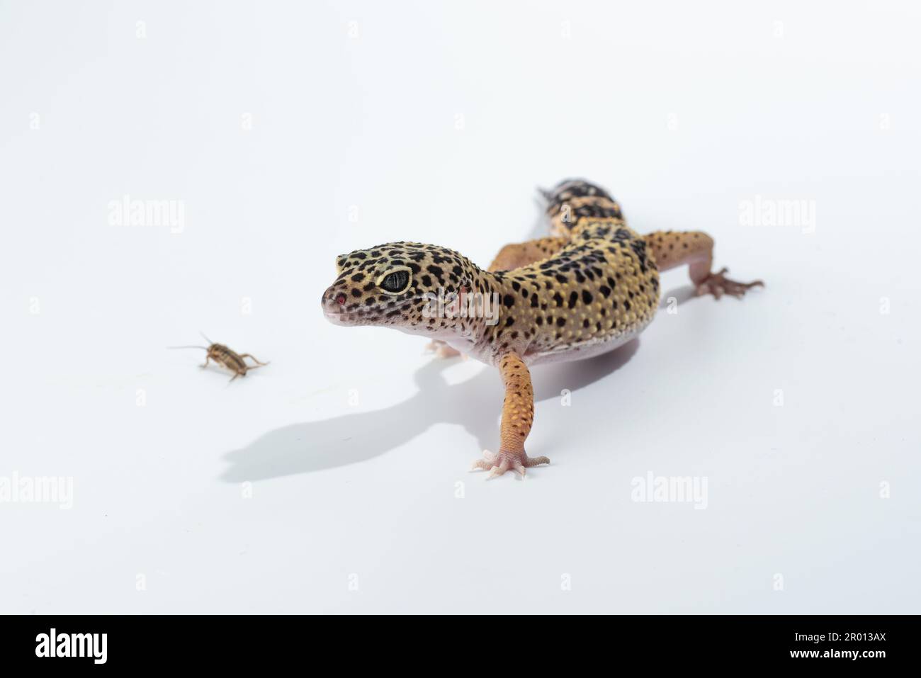 A brown and black gecko lizard with bug isolated on white background ...