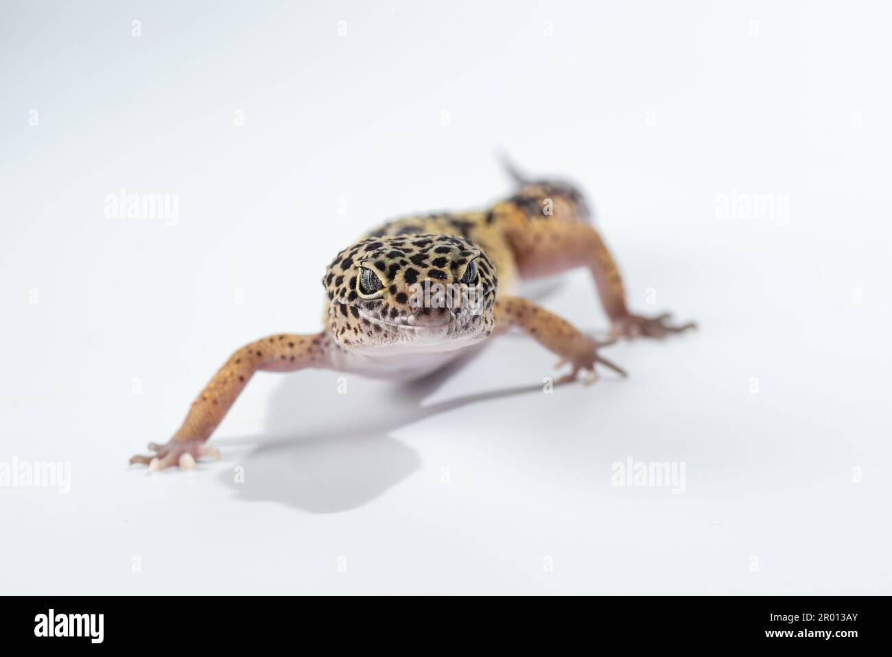A brown and black gecko lizard isolated on white background Stock Photo ...