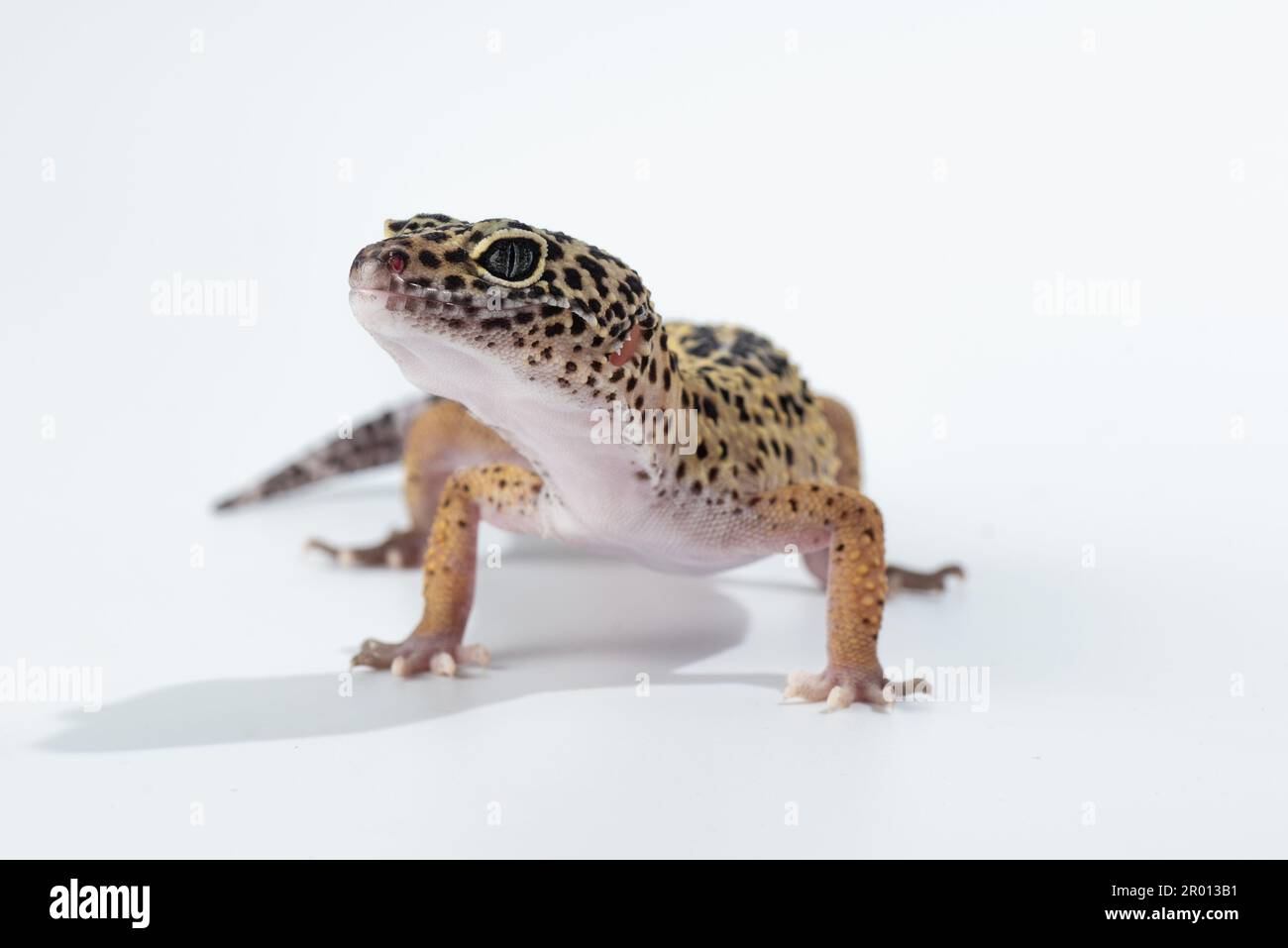 A brown and black gecko lizard isolated on white background Stock Photo ...