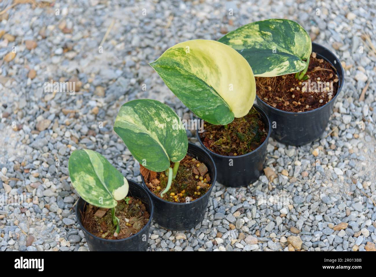 scindapsus jade satin variegated in the pot Stock Photo - Alamy