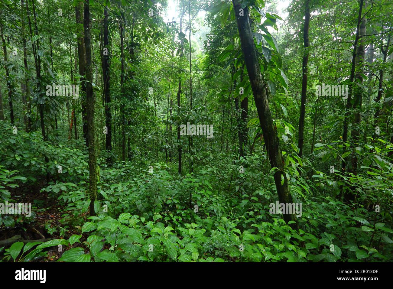 Interior of the Amazon rainforest in French Guiana. Primary rainforest ...