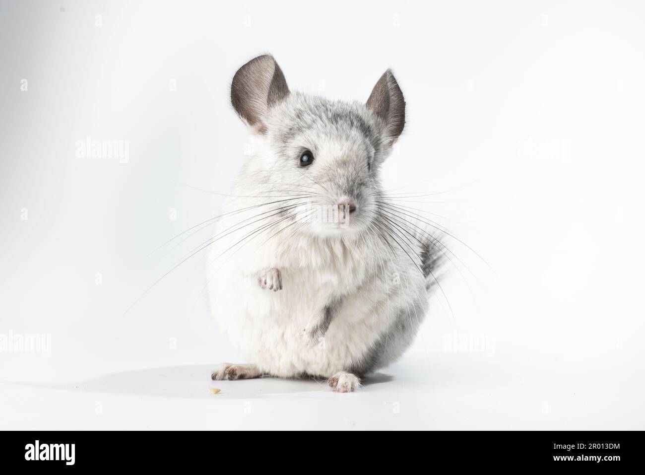 A small white chinchilla isolated against a white background Stock ...