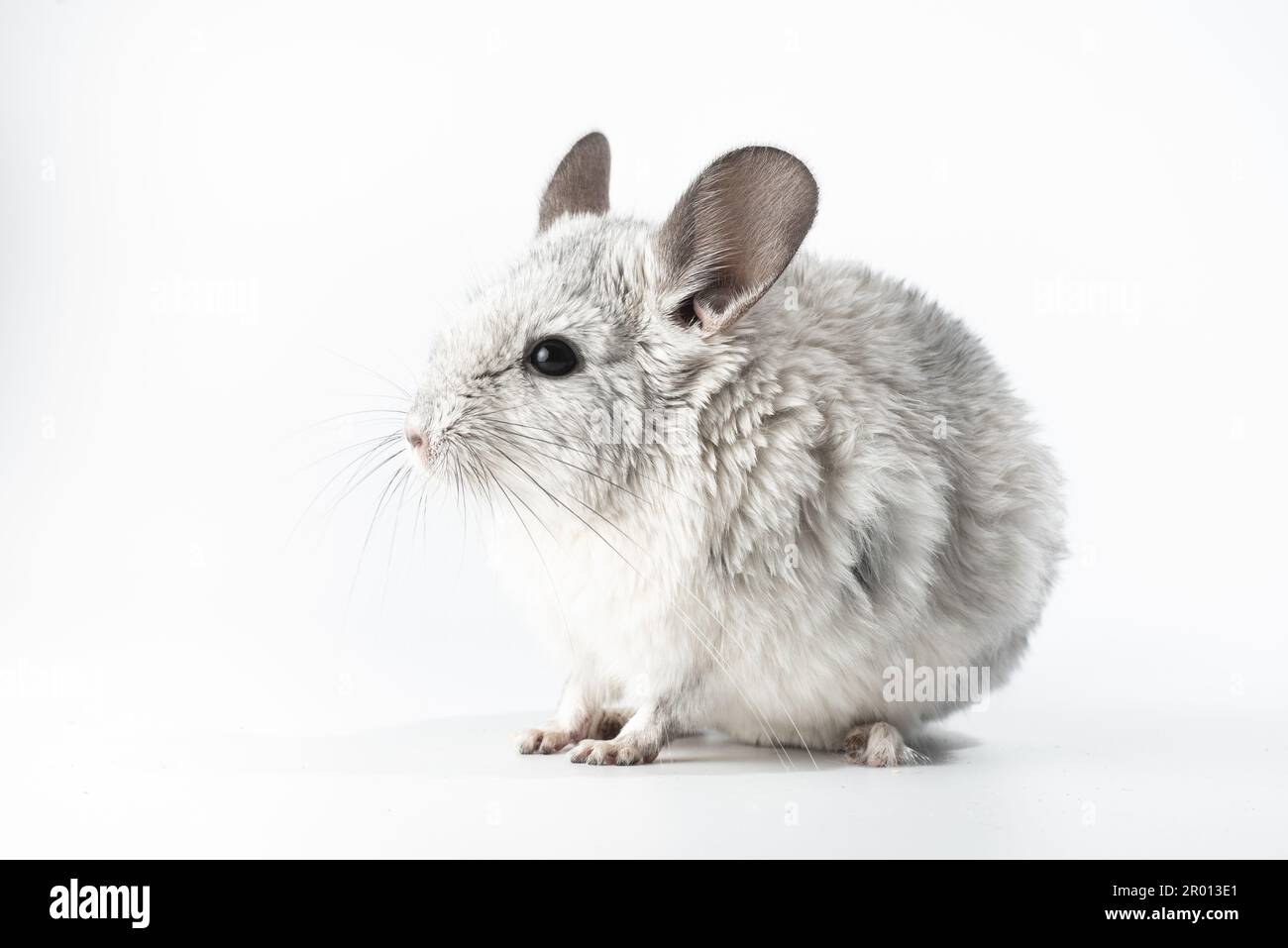 A small white chinchilla isolated against a white background Stock ...