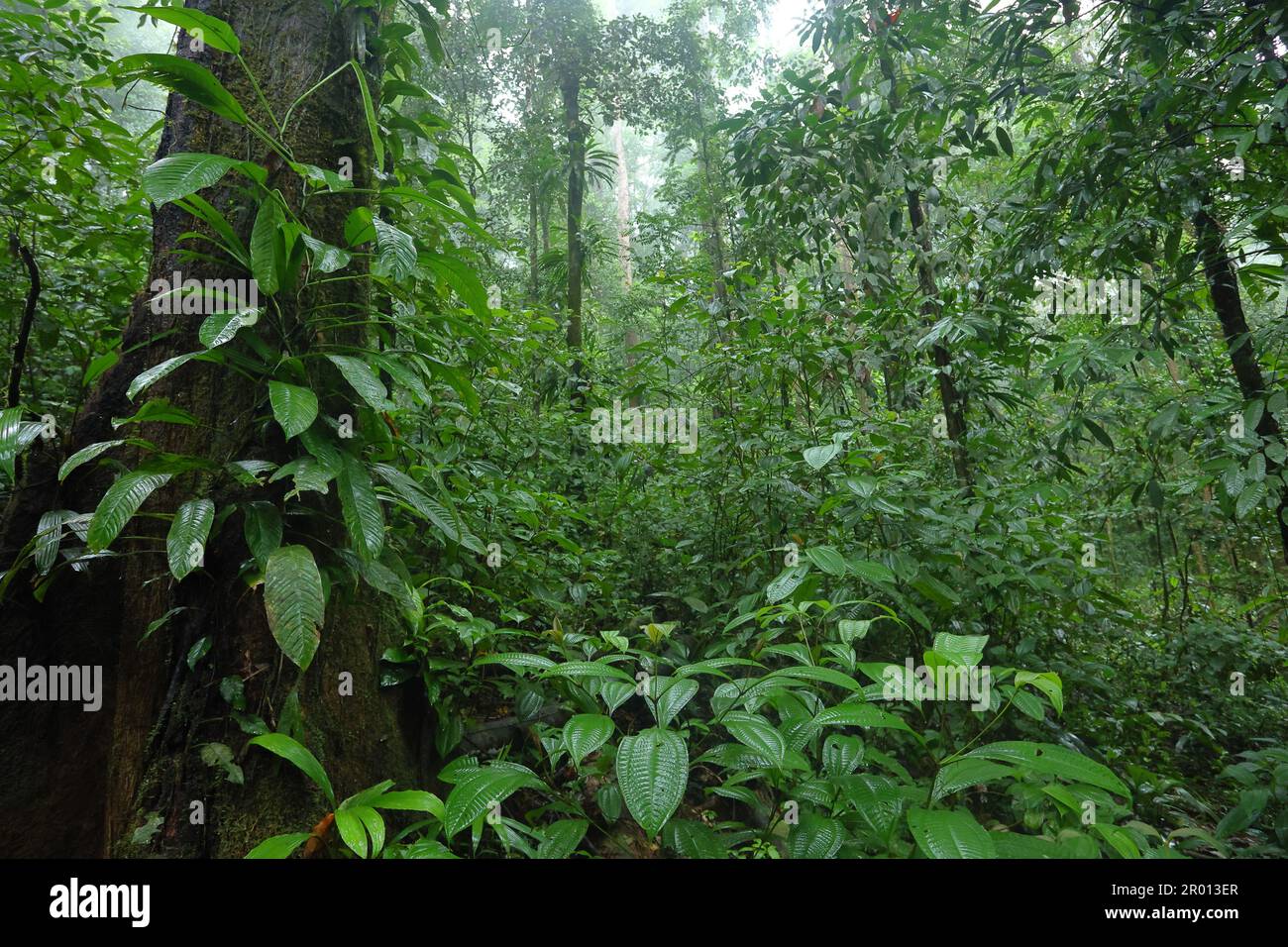 Interior of the Amazon rainforest in French Guiana. Primary rainforest ...