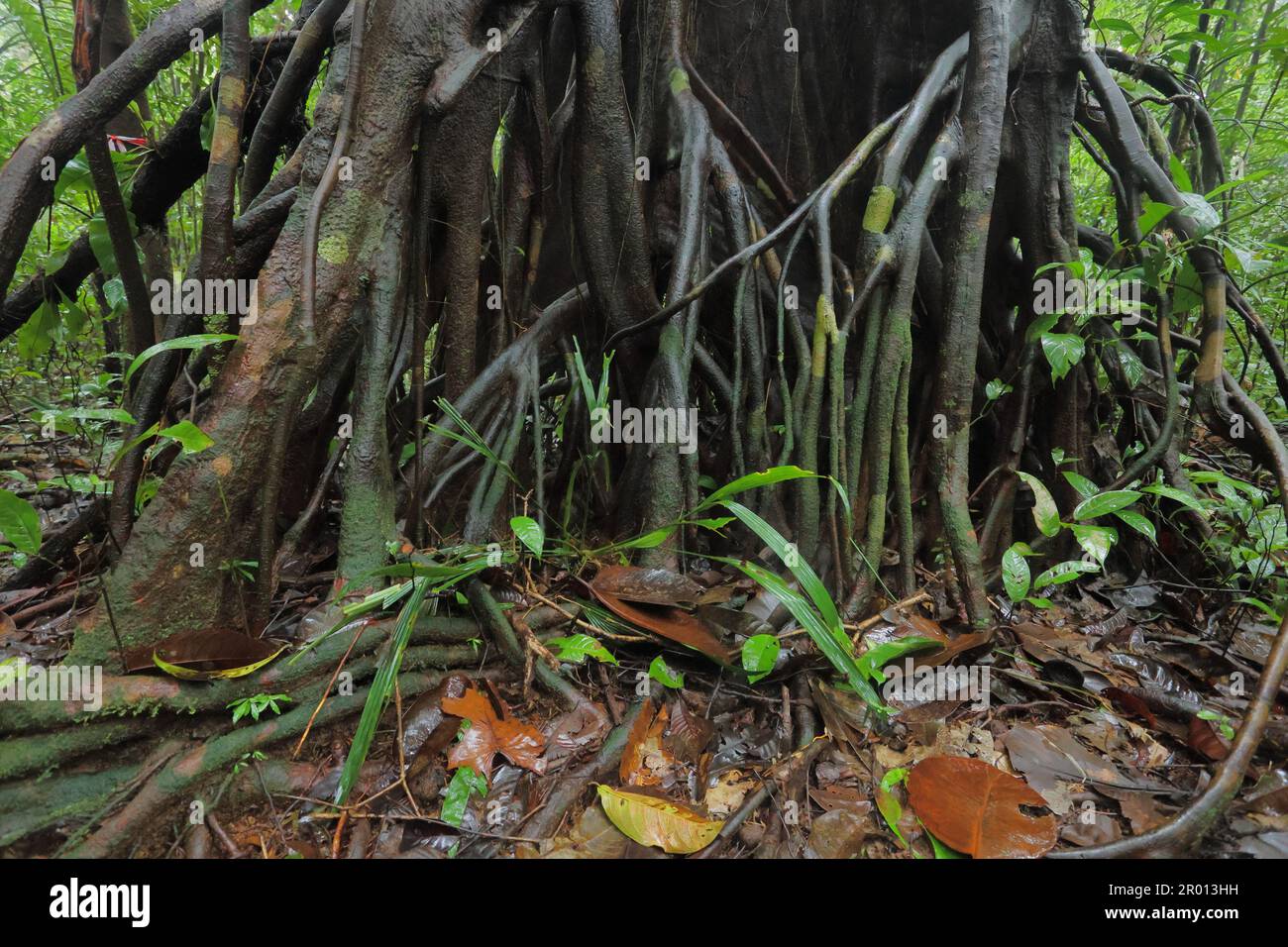 Interior of the Amazon rainforest in French Guiana. Primary rainforest ...