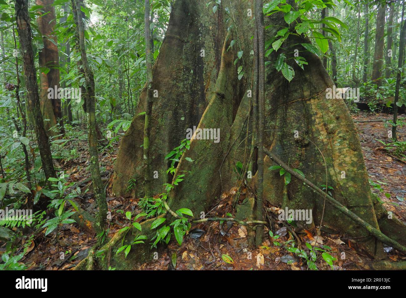 Interior of the Amazon rainforest in French Guiana. Primary rainforest ...