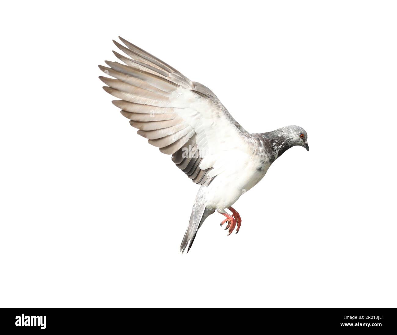Flying pigeon in action isolated on white background. Grey pigeon in ...