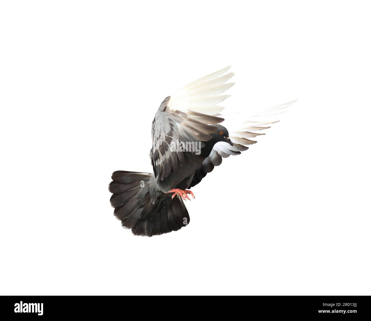 Flying pigeon in action isolated on white background with clipping path ...