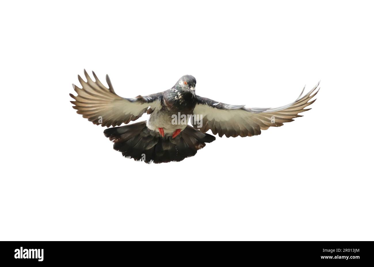 Flying pigeon in action isolated on white background. Grey pigeon in ...