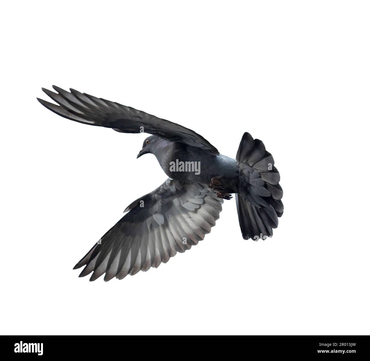Flying pigeon in action isolated on white background. Grey pigeon in ...