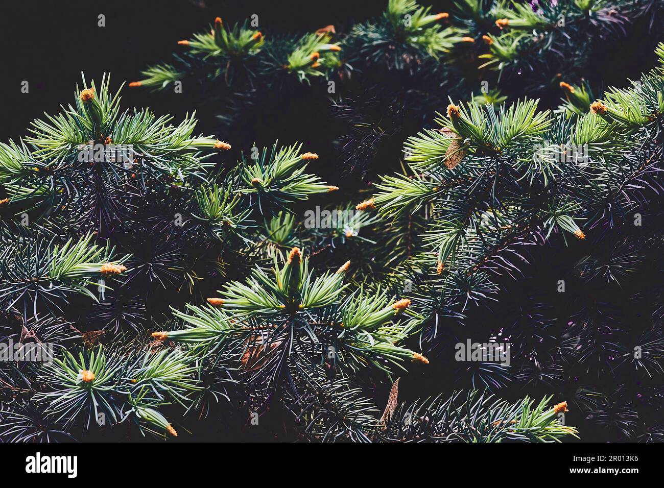 Green saturated spruce branches with blooming cones and needles ...