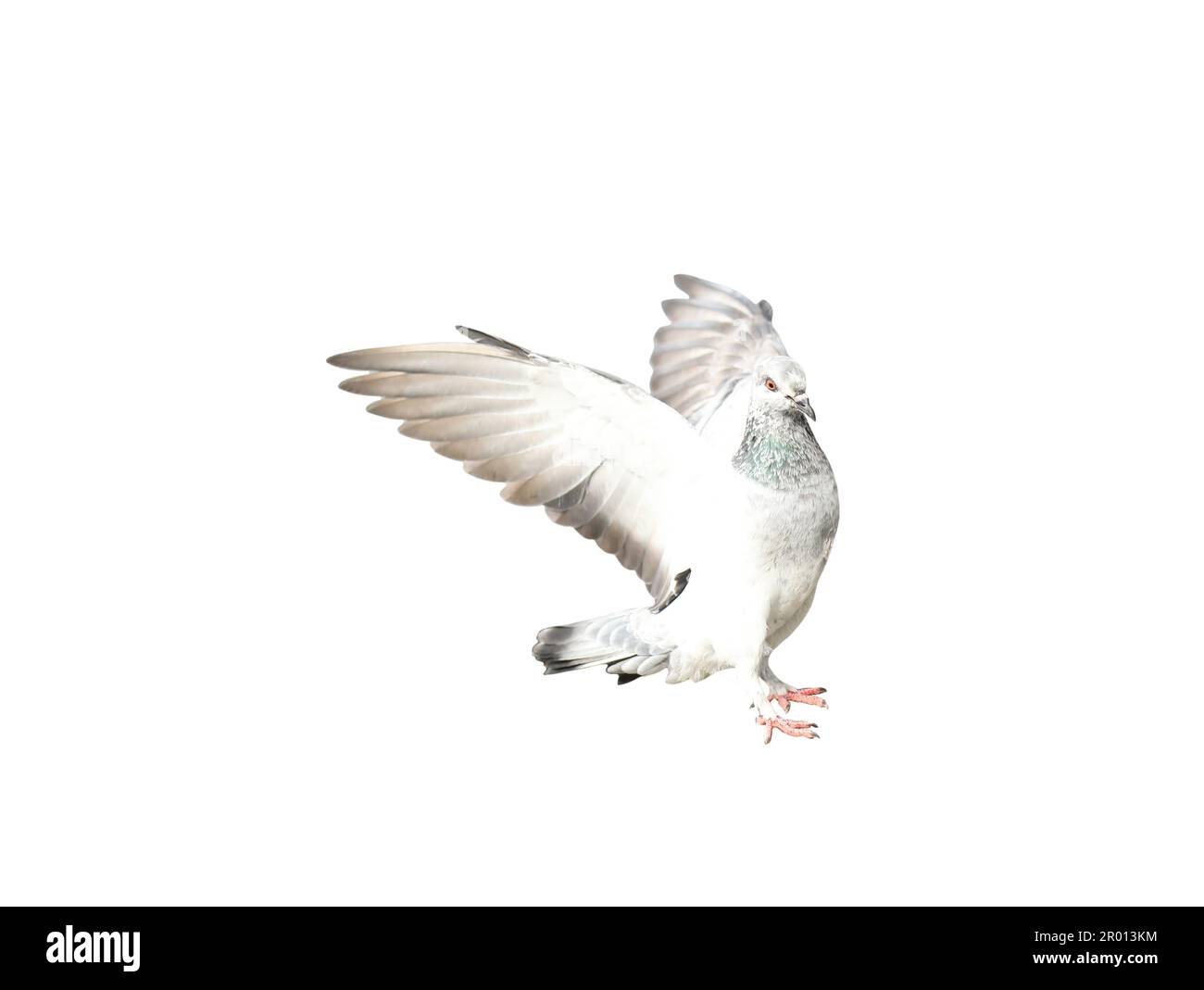 Flying pigeon in action isolated on white background. Grey pigeon in ...