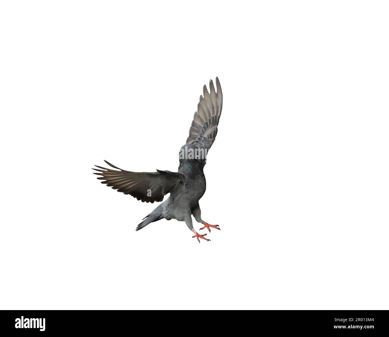 Flying pigeon in action isolated on white background. Grey pigeon in ...