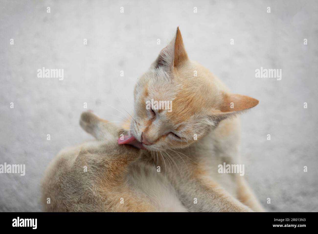 Portrait cute ginger cat cleaning hi-res stock photography and images ...