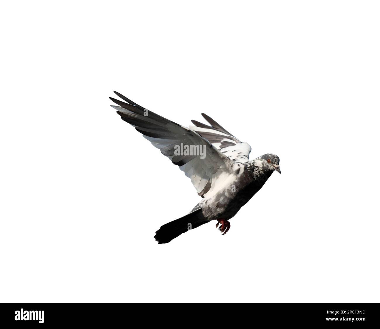 Flying pigeon in action isolated on white background. Grey pigeon in ...