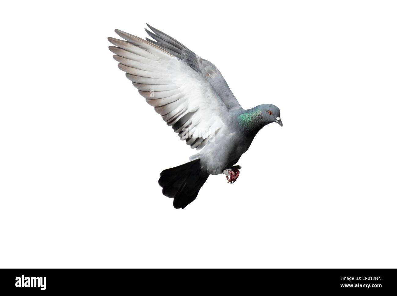 Flying pigeon in action isolated on white background. Grey pigeon in ...