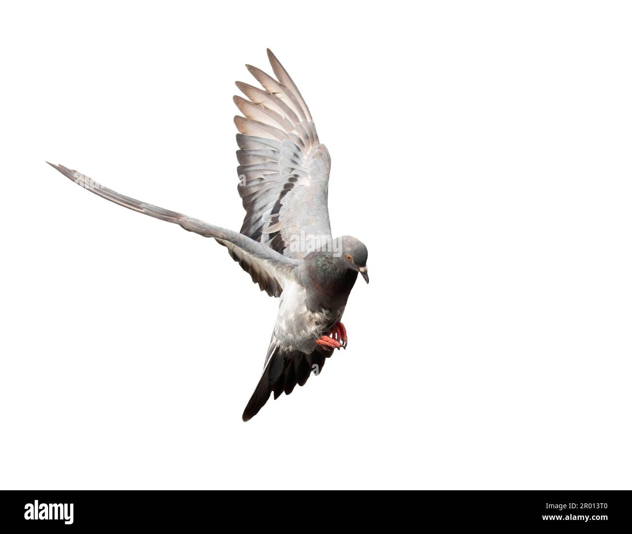 Flying pigeon in action isolated on white background. Grey pigeon in ...