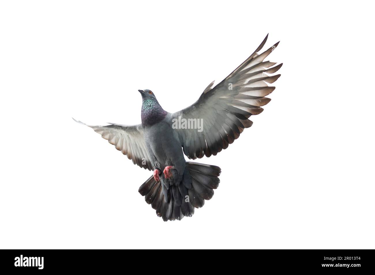 Flying pigeon in action isolated on white background. Grey pigeon in ...