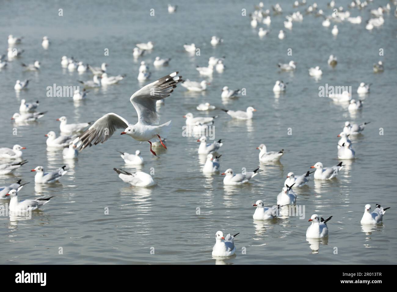 Flock of seagulls floating on calm sea with flying one above the sea ...