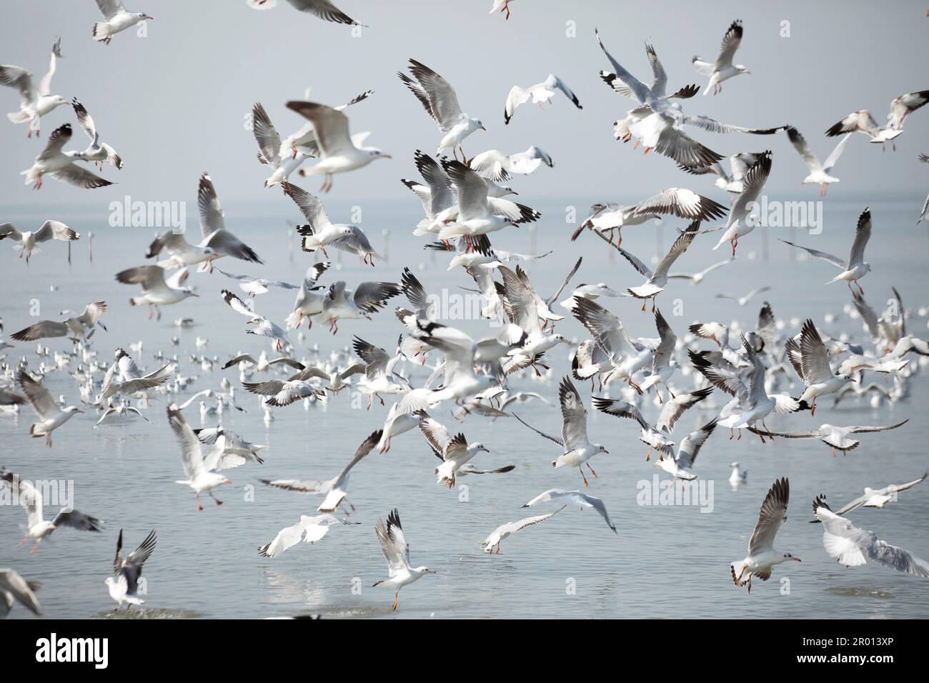 Flock of seagulls flying above the sea Stock Photo - Alamy