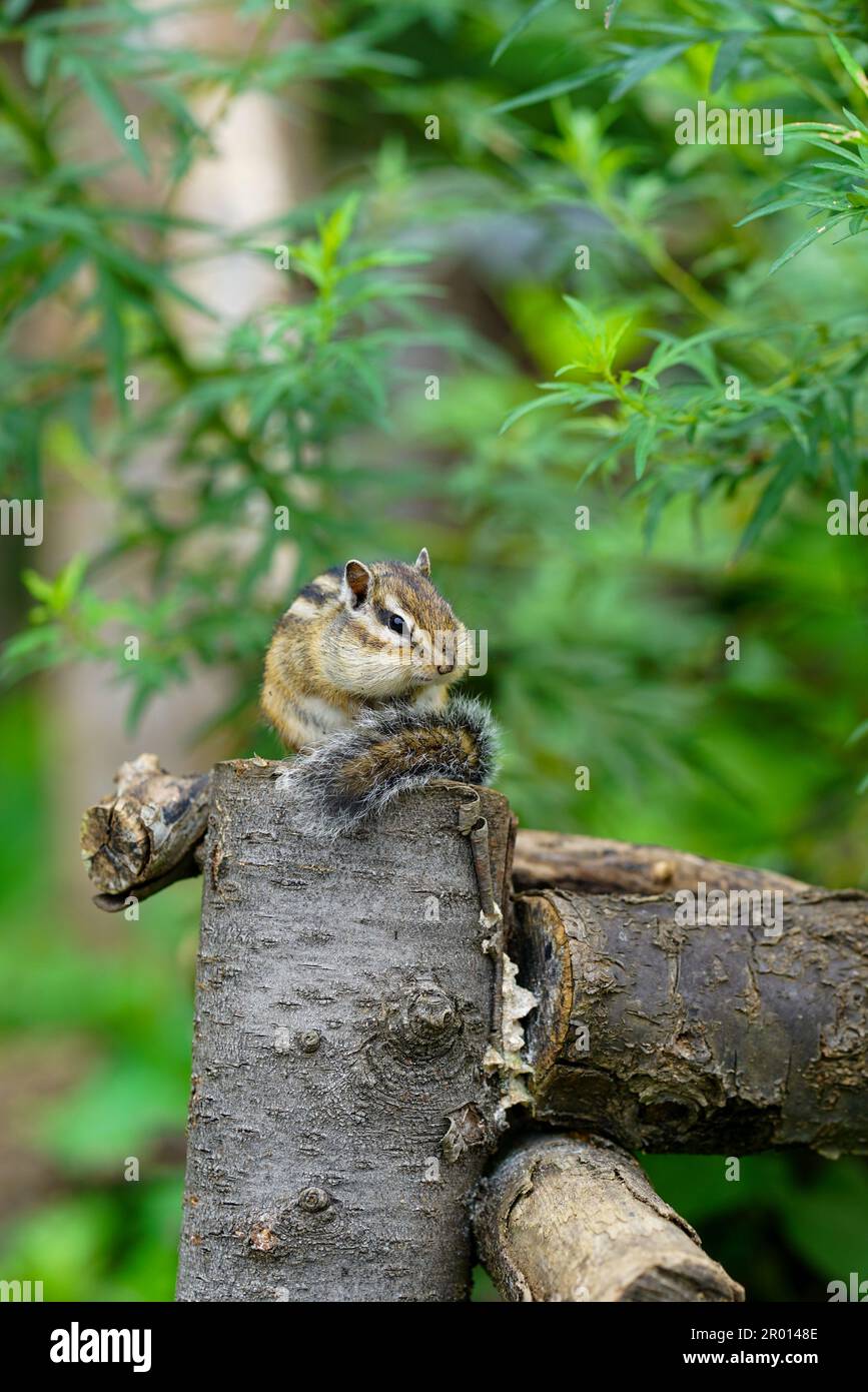 Cute chipmunks active in the forest Stock Photo - Alamy