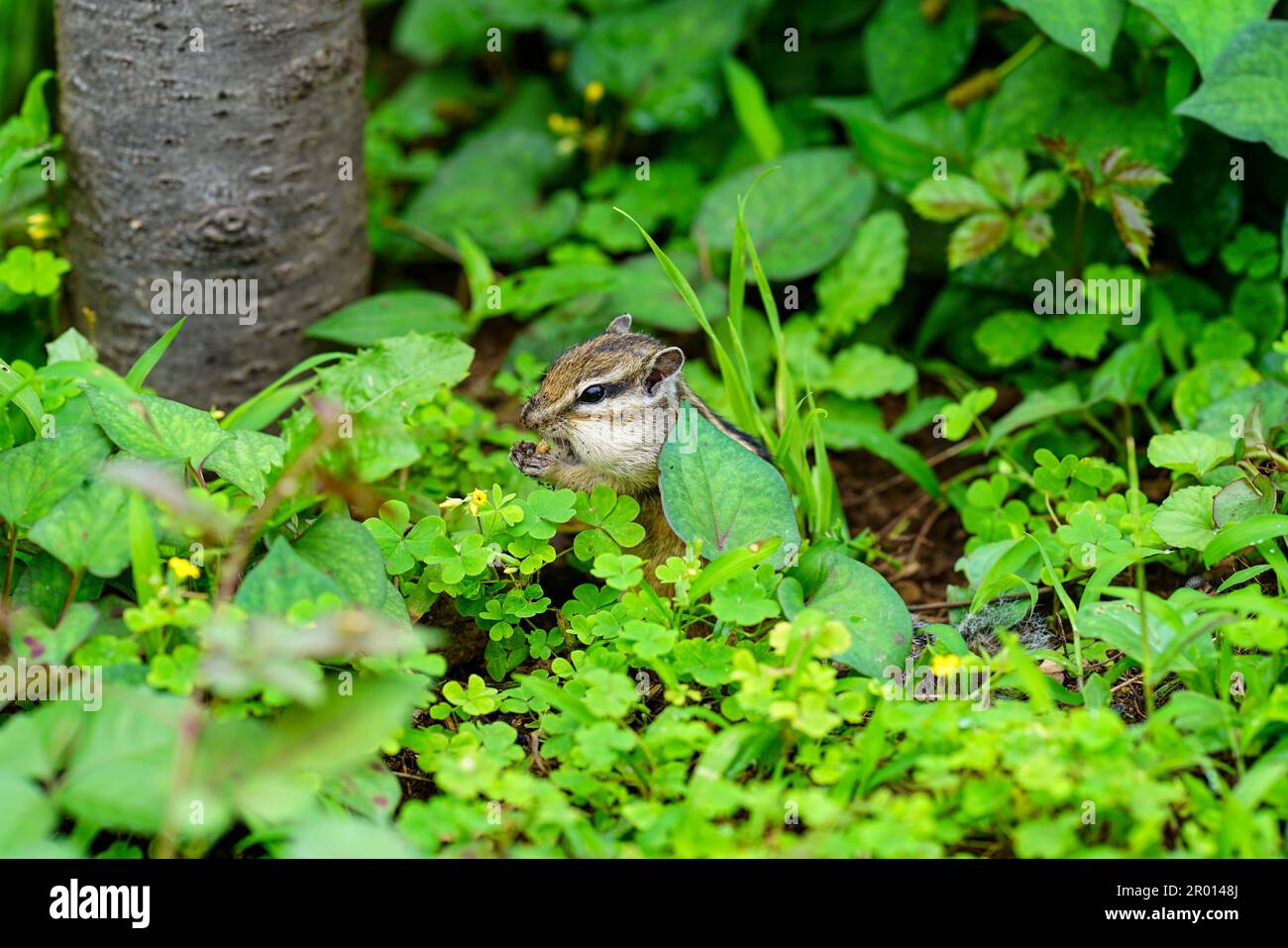 Cute chipmunks active in the forest Stock Photo - Alamy