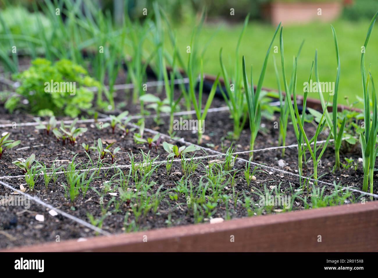 A modern vegetable garden with raised bricks beds. Raised beds ...