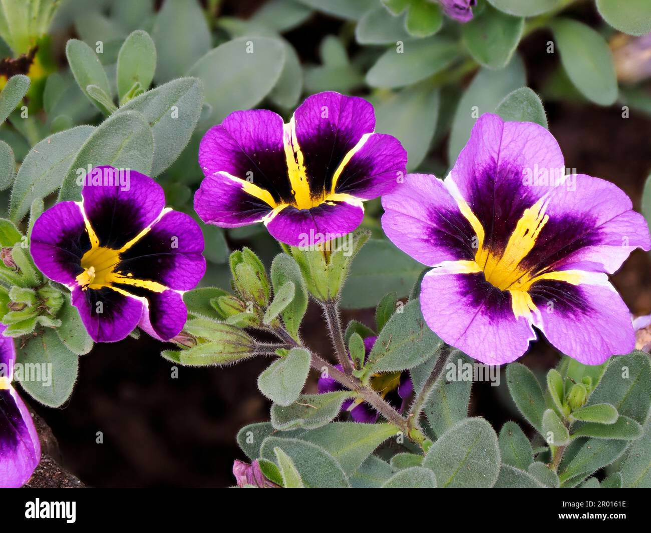 Purple and yellow calibrachaos hybrids in french garden Stock Photo - Alamy
