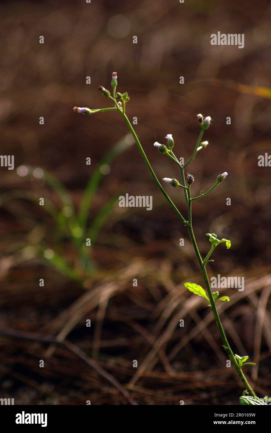 Little Ironweed grass field in the morning light Stock Photo - Alamy