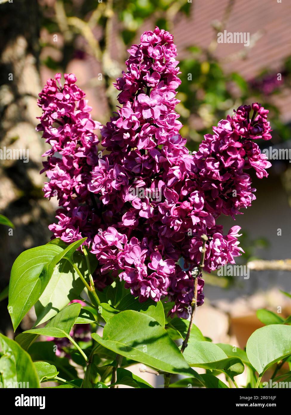 Close up of red lilac flowers (Syringa vulgaris) native to the Balkan ...