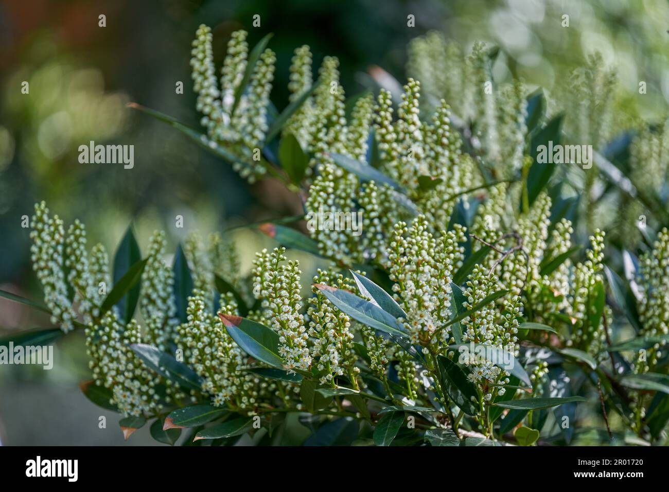 Prunus laurocerasus, also known as cherry laurel, common laurel and ...