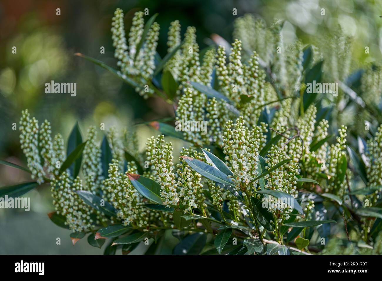 Prunus laurocerasus, also known as cherry laurel, common laurel and ...