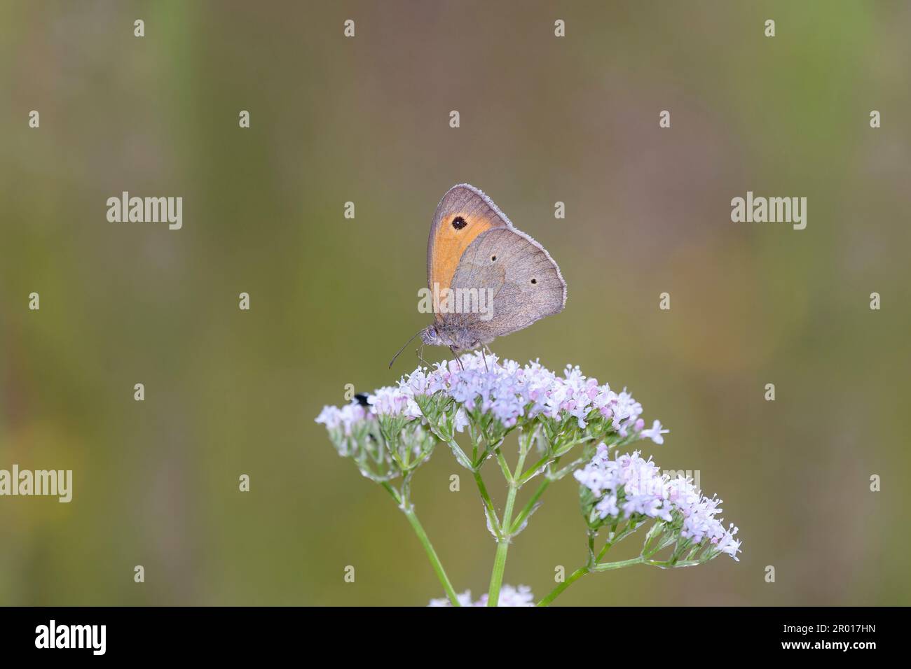 Nymphalidae family hi-res stock photography and images - Alamy