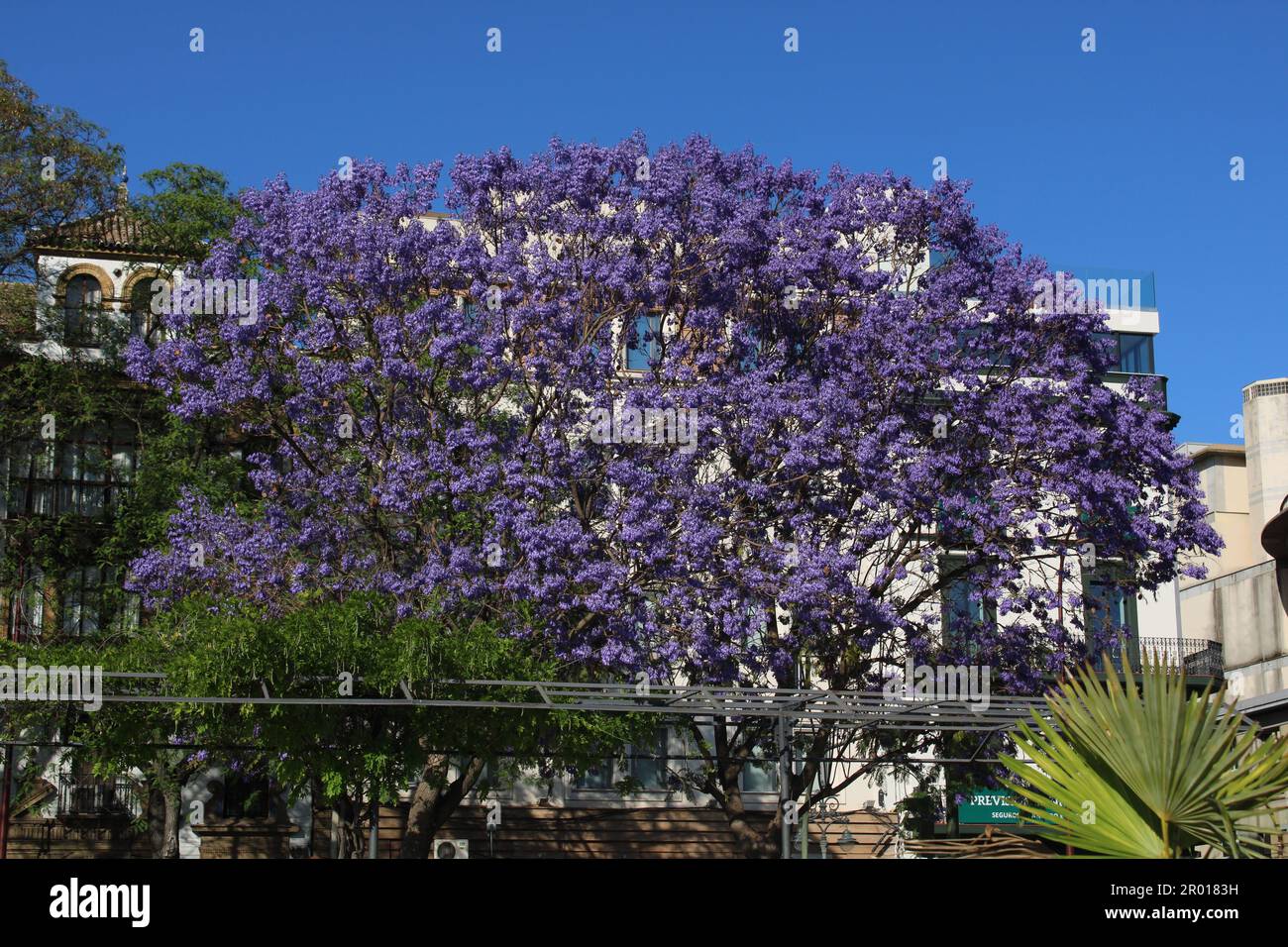 tree with violet flowers Stock Photo - Alamy