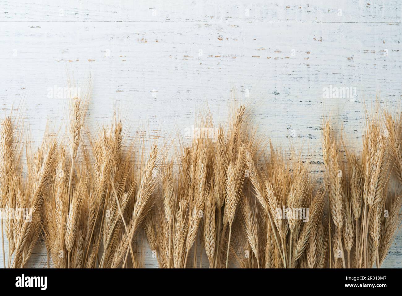 Shavuot jewish holiday celebration. Bouquet of golden ripe wheat with ...