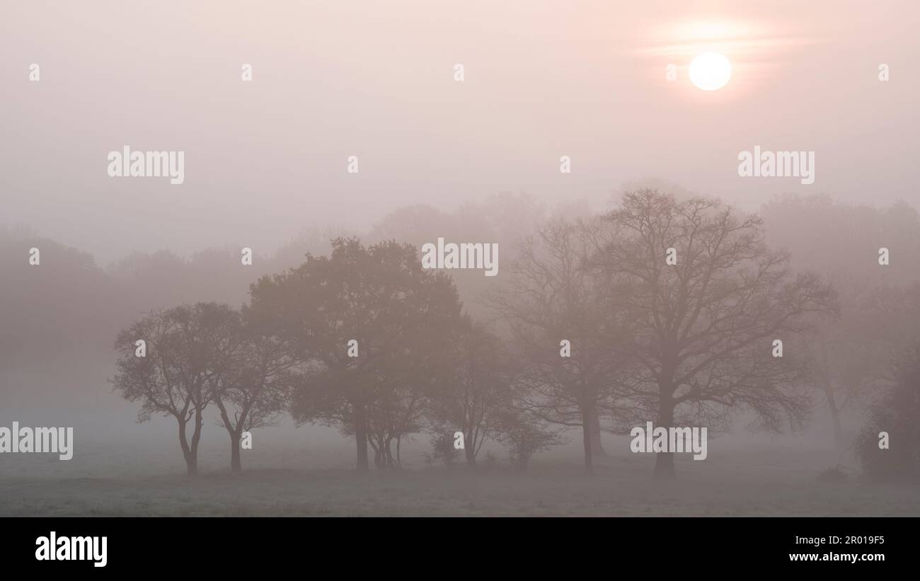 Beautiful foggy sunrise in English countryside with soft pastel sky and ...