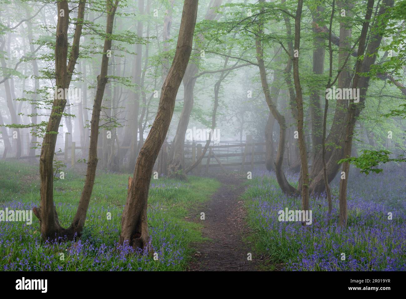 Beautiful Spring bluebell forest with light layer of fog giving calm ...