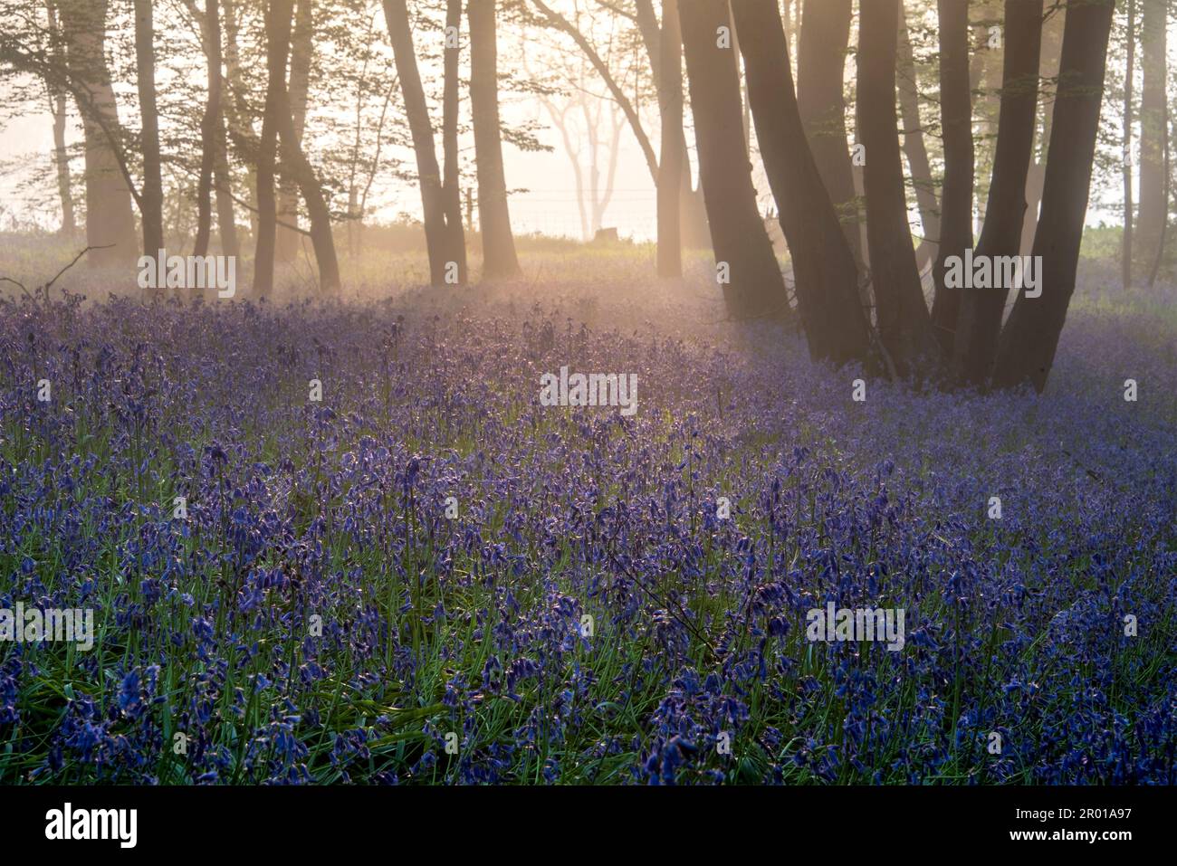 Beautiful Spring bluebell forest with light layer of fog giving calm ...