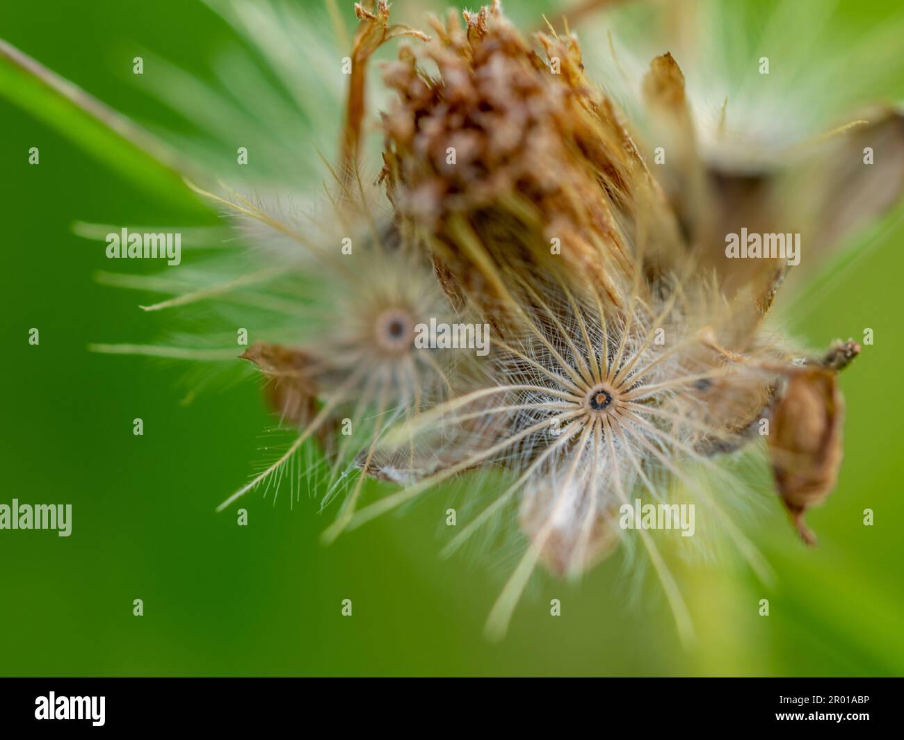 Close-up the seed of a Tridax Daisy flower when withering Stock Photo ...