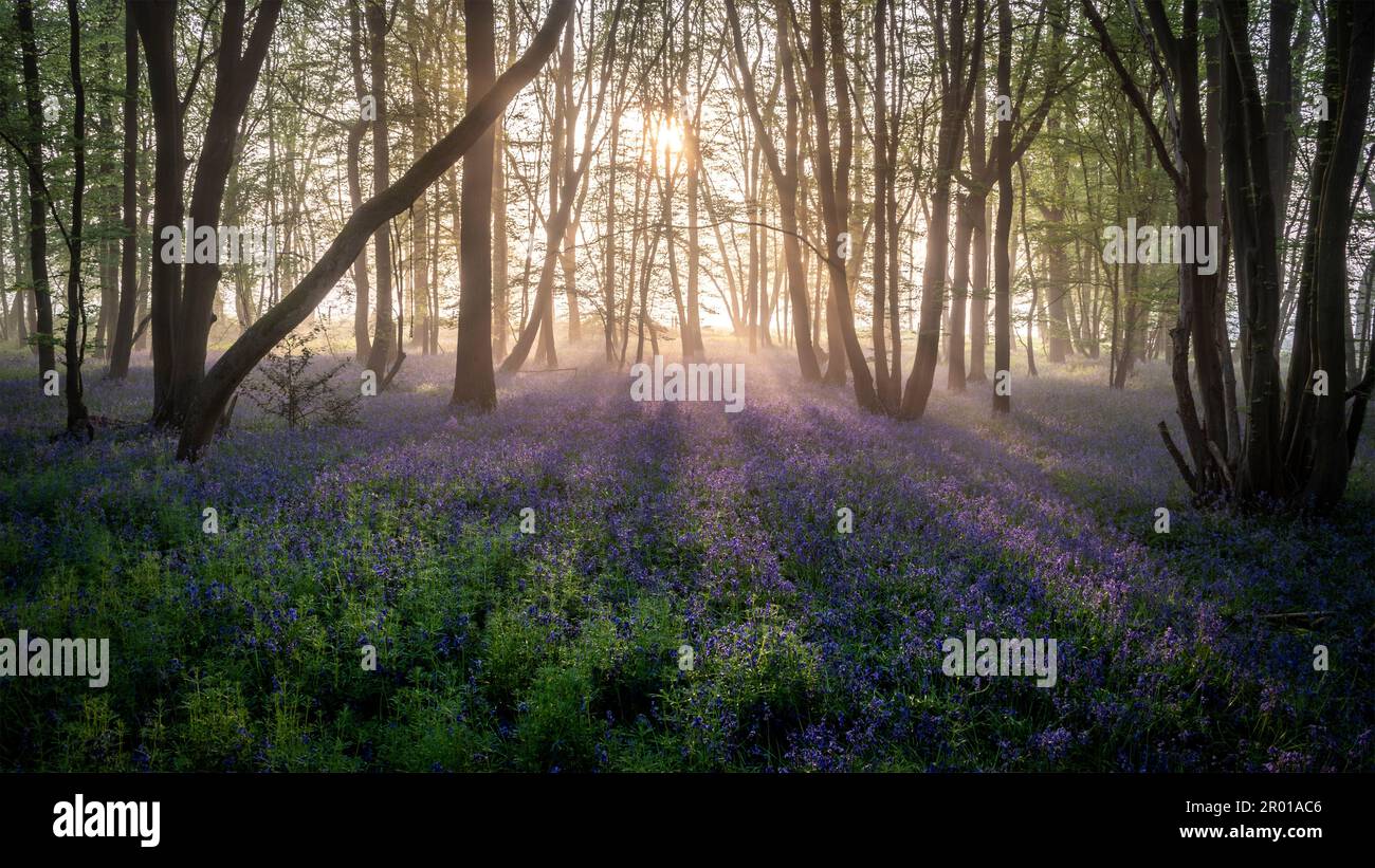 Beautiful Spring bluebell forest with light layer of fog giving calm ...