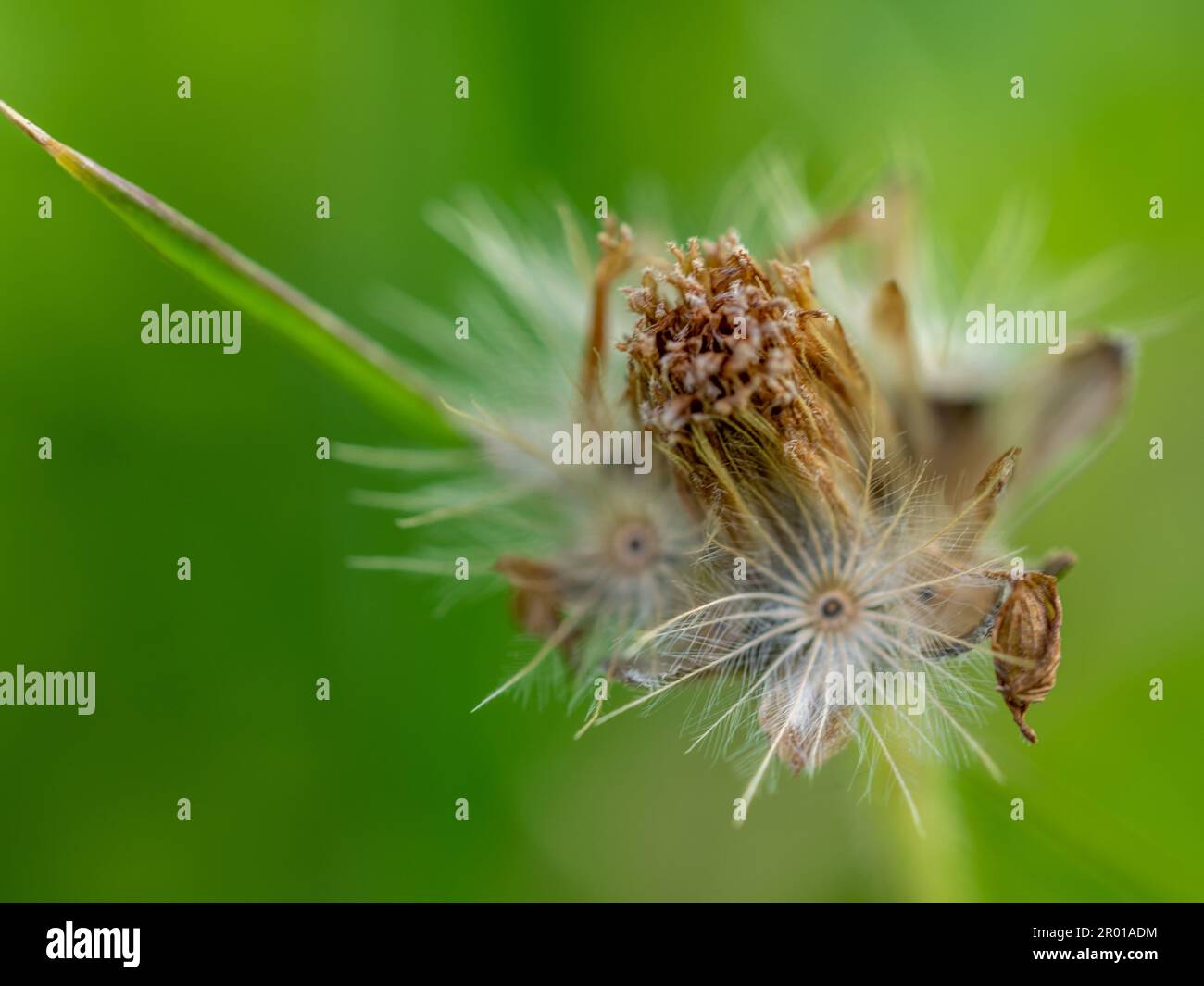 Close-up the seed of a Tridax Daisy flower when withering Stock Photo ...