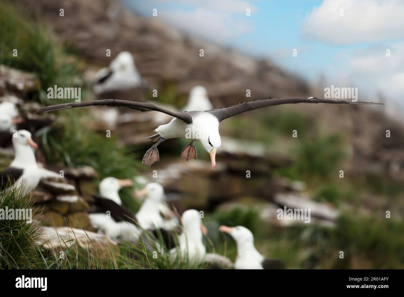 Adult black browed albatrosses hi-res stock photography and images - Alamy