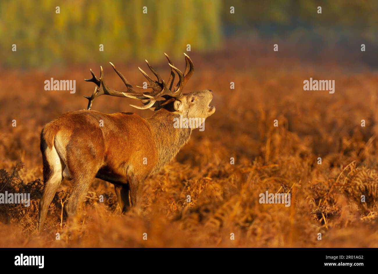 Red deer stag calling during the rut in autumn, UK Stock Photo - Alamy