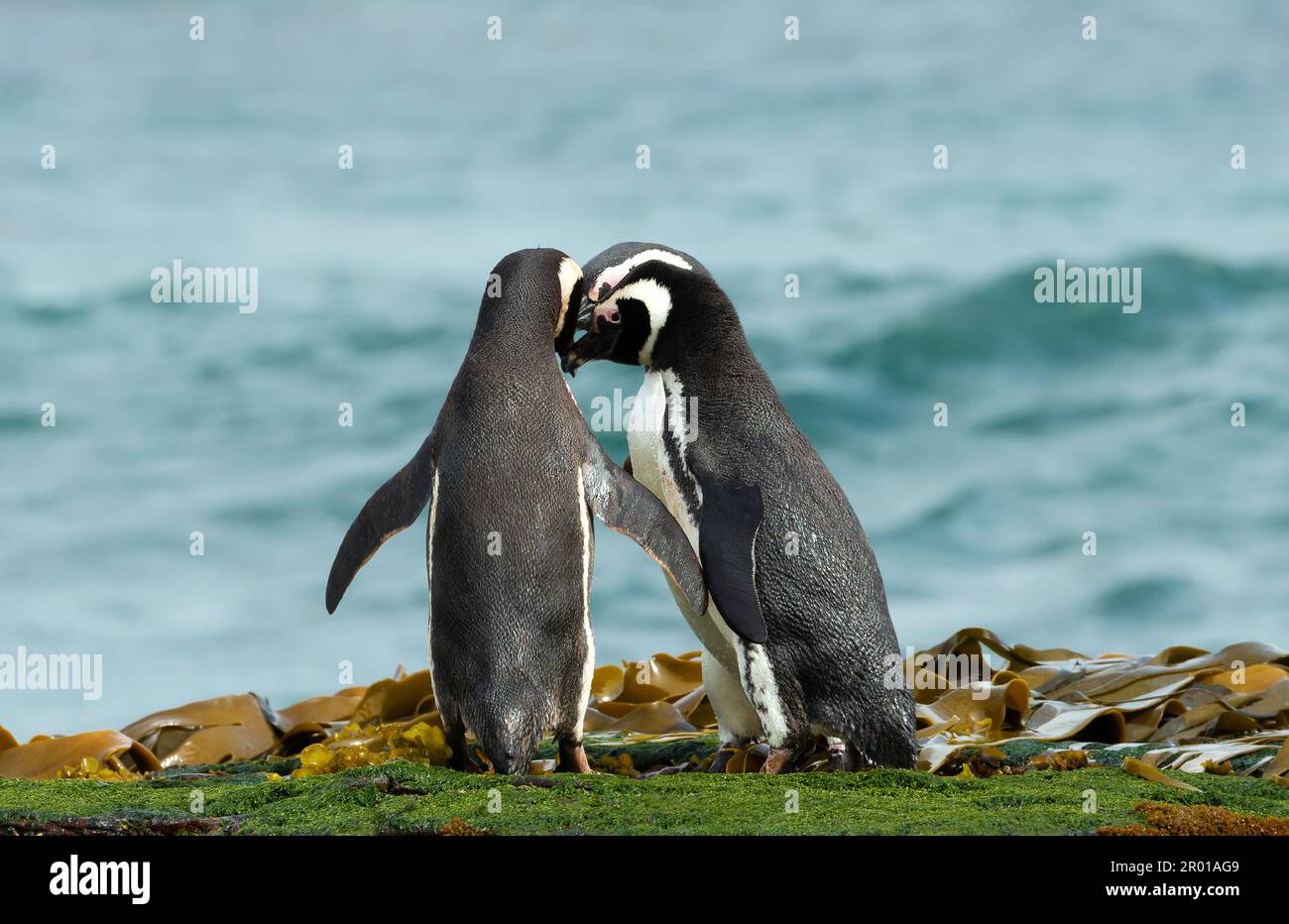 Group of Magellanic Penguins gathered on a sandy beach in the Falkland ...