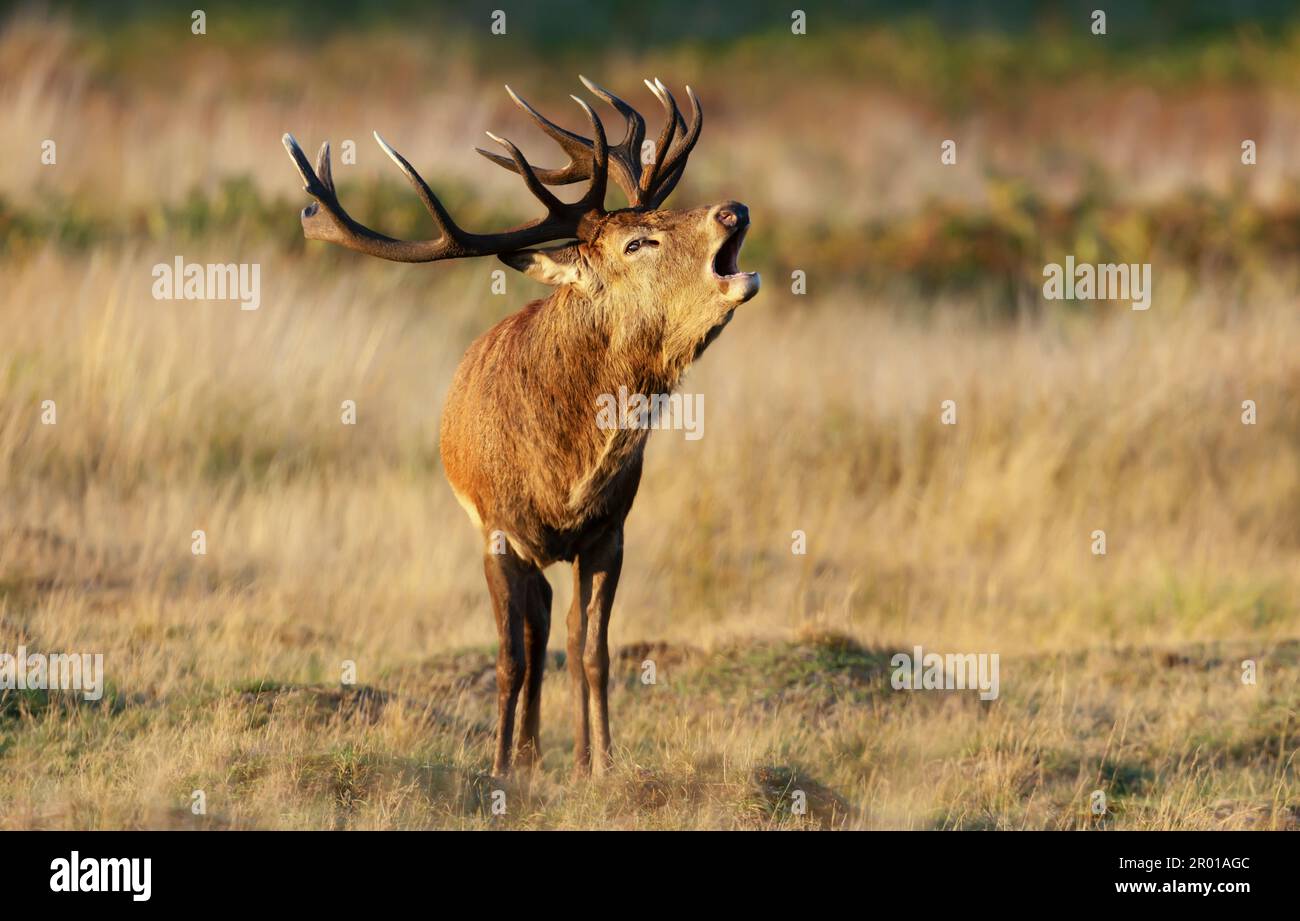 Bellowing stag london hi-res stock photography and images - Alamy