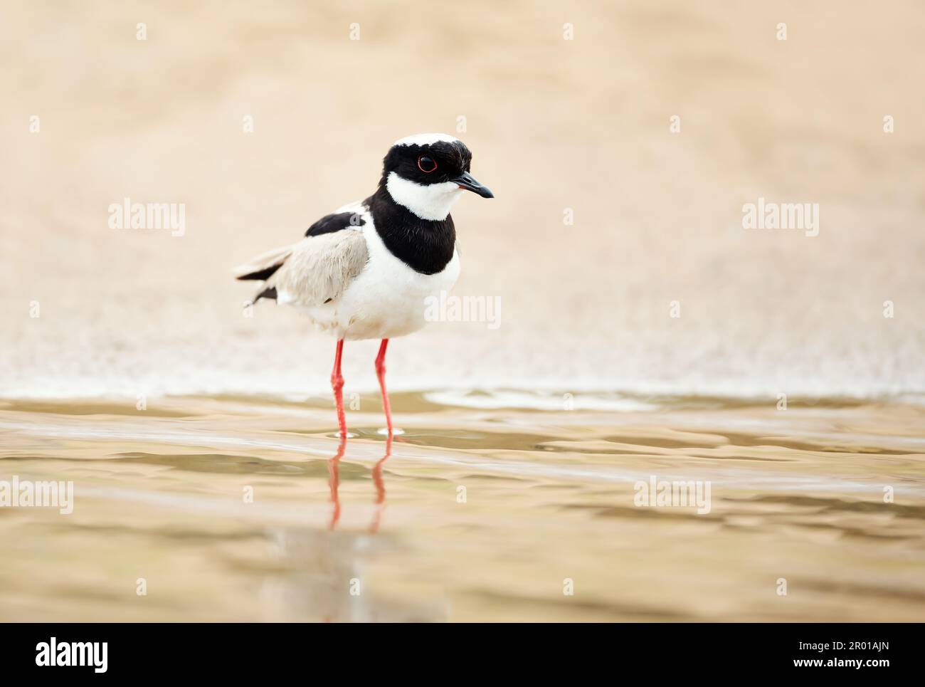 Close up of a Pied plover (Vanellus cayanus), also known as the pied ...