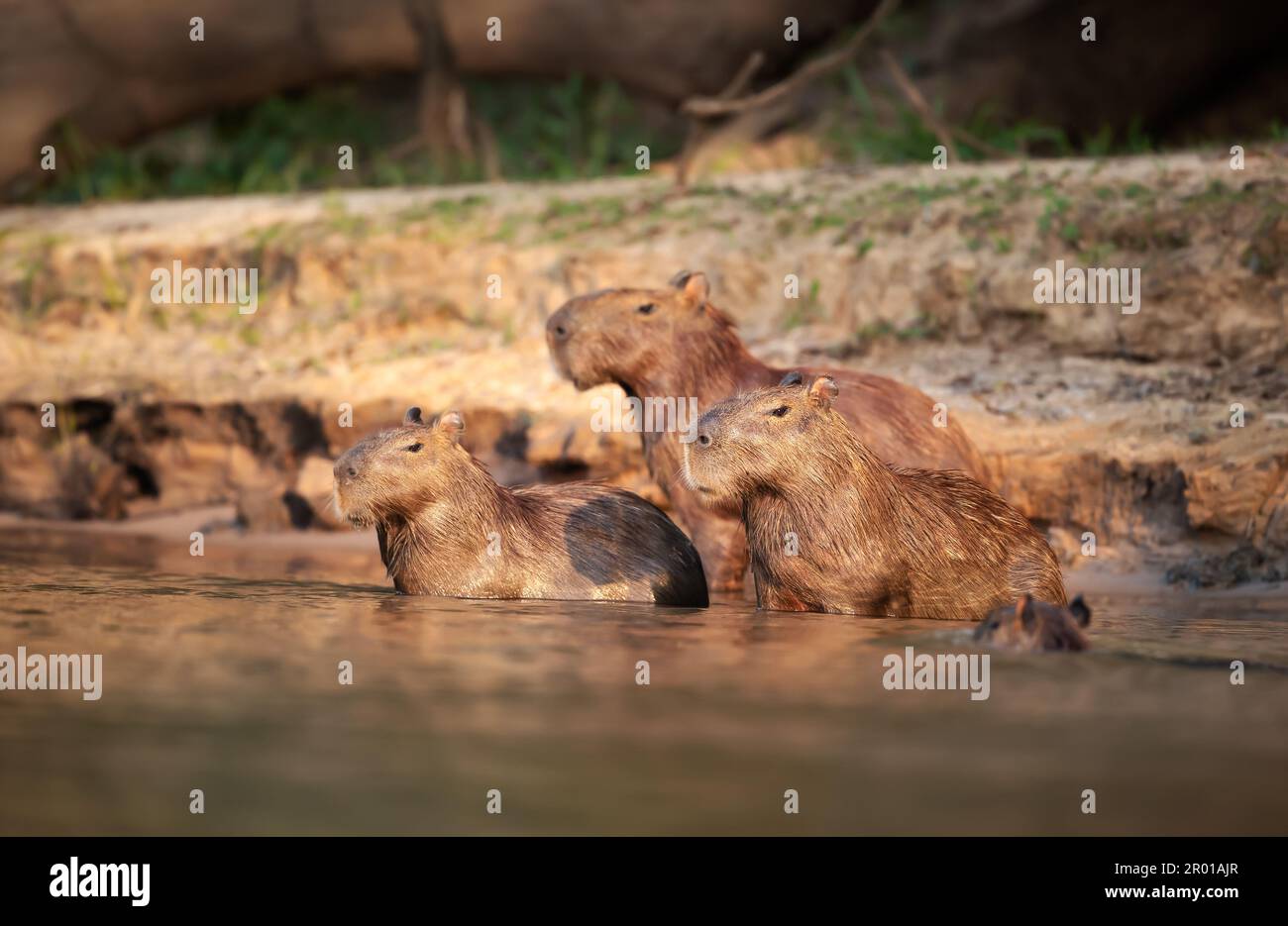 Group of Capybaras on a river bank, South Pantanal, Brazil Stock Photo ...